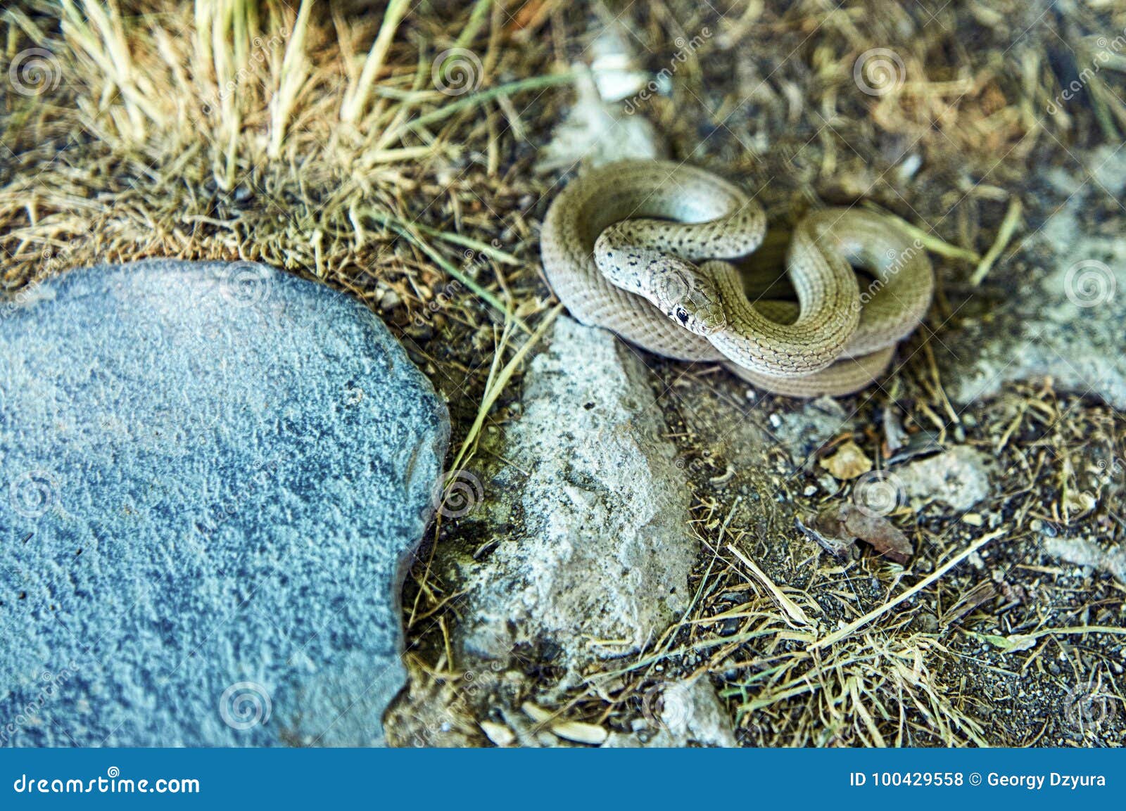 Snake Lying Curled on the Ground Stock Photo - Image of crawl, reptile ...