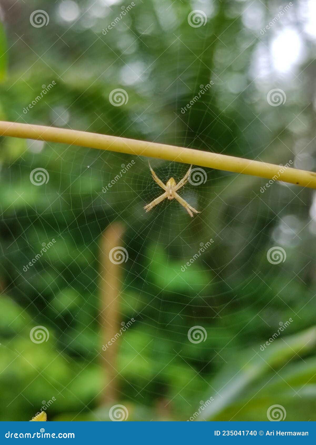 Little White Spider on the Cassava Tree Stock Photo - Image of tree ...