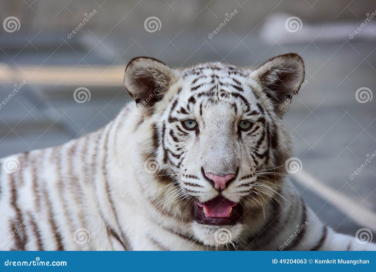 Little white tiger stock image. Image of leopard, little - 49204063