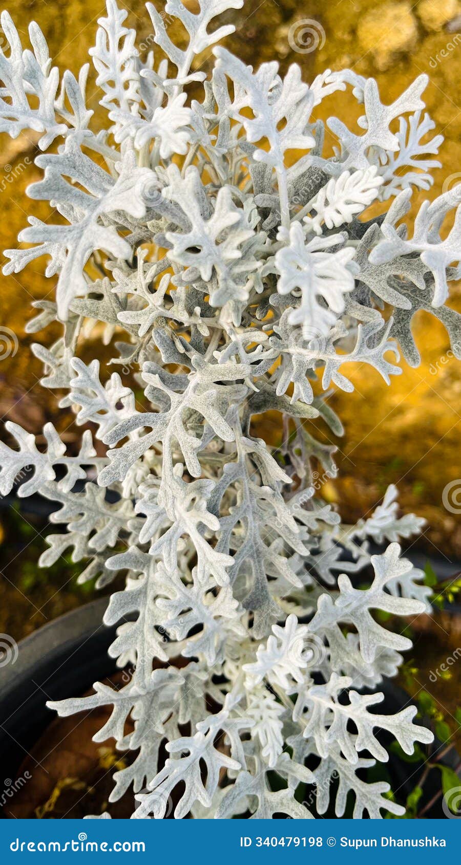 The Little White Tree Grows in the Hill Stock Photo - Image of grows ...