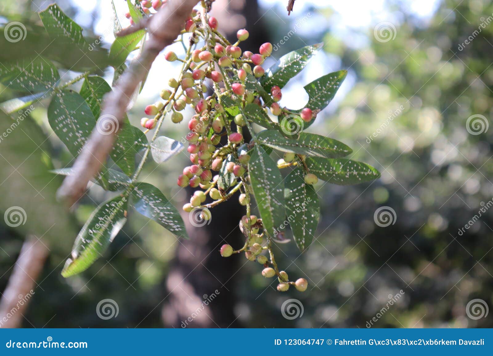 Little Wild Berries from Forest Stock Image - Image of botany ...