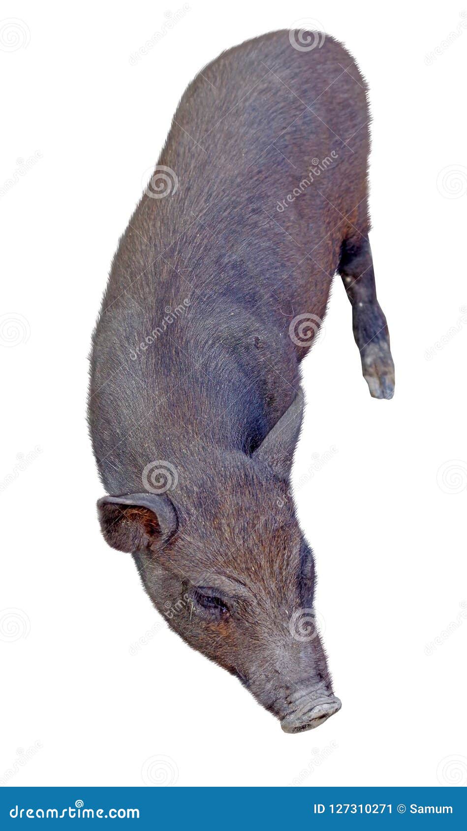 Little Wild Boar stock image. Image of brown, scrofa - 127310271