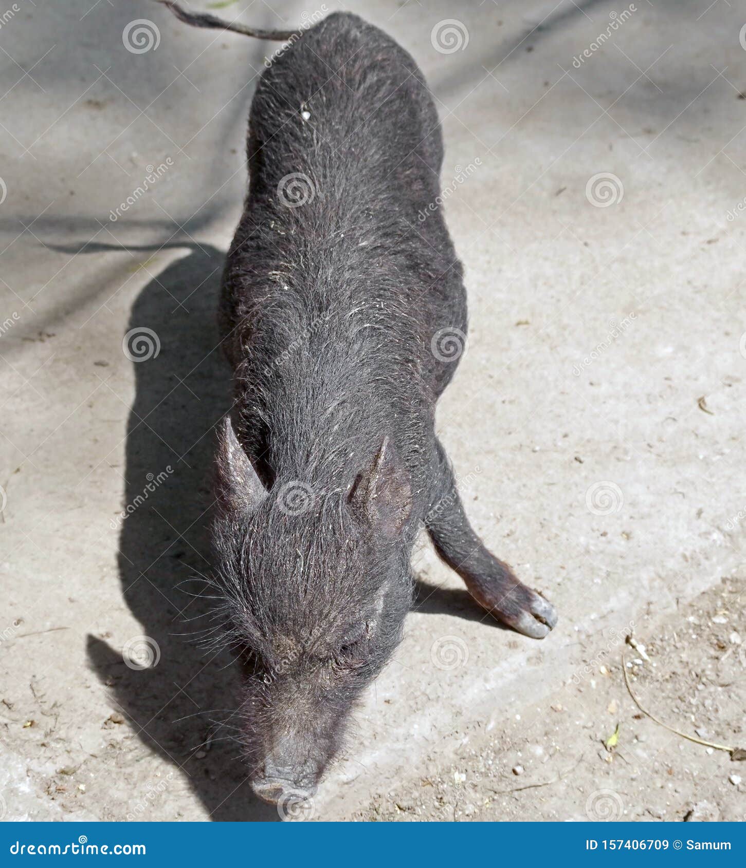 Little Wild Boar editorial stock image. Image of boar - 157406709
