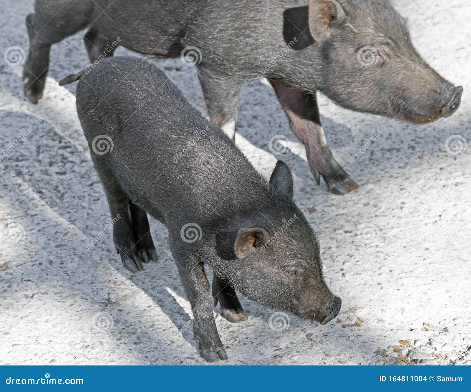Little Wild Boar stock photo. Image of piglet, scrofa - 164811004