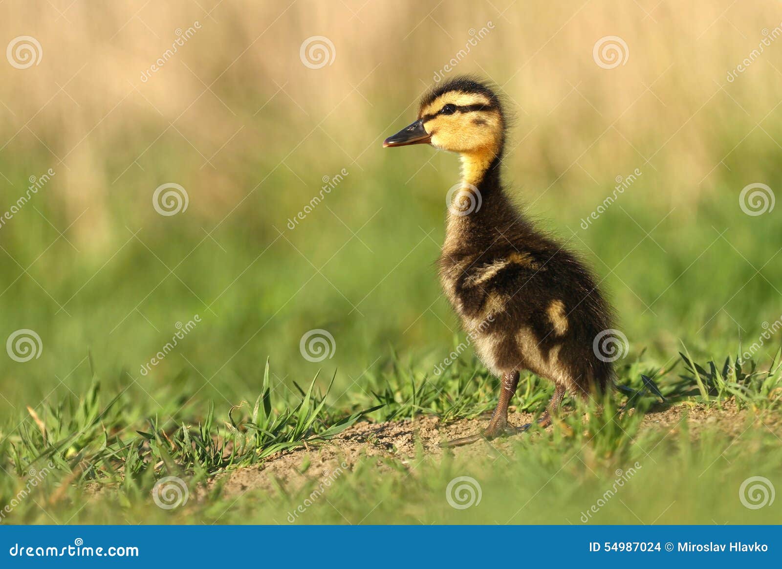 Little wild duckling stock photo. Image of natural, baby - 54987024