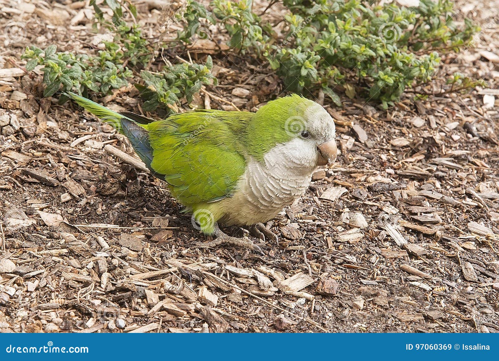 Little Wild Green Parrot in Barcelona Stock Image - Image of parrot ...