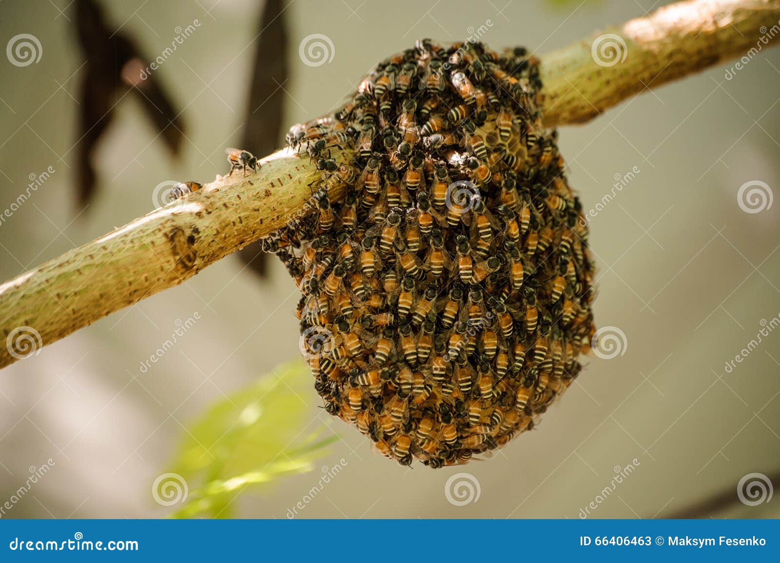 Little wild hive with bees stock image. Image of healthy - 66406463