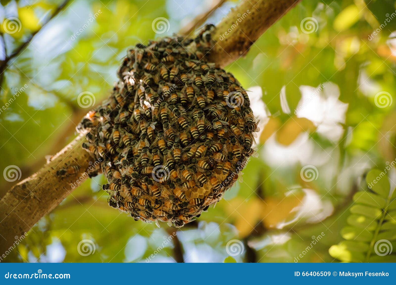 Little wild hive with bees stock image. Image of bumblebee - 66406509