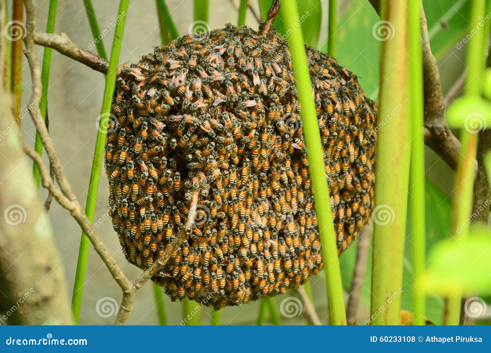Little wild hive with bees stock photo. Image of hive - 60233108