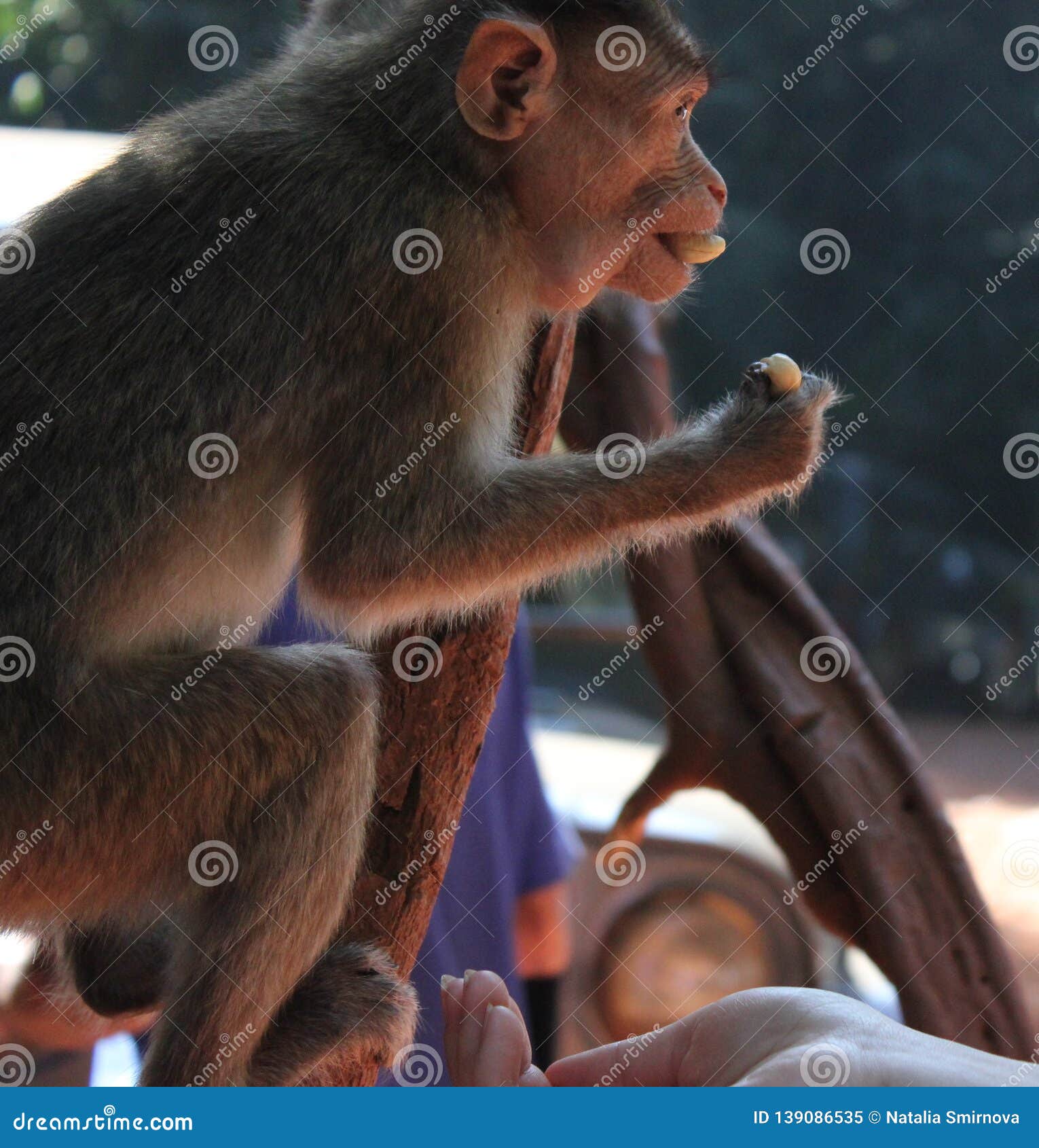 Little Wild Monkey Eating Cashews. Stock Image - Image of hands, summer: 139086535