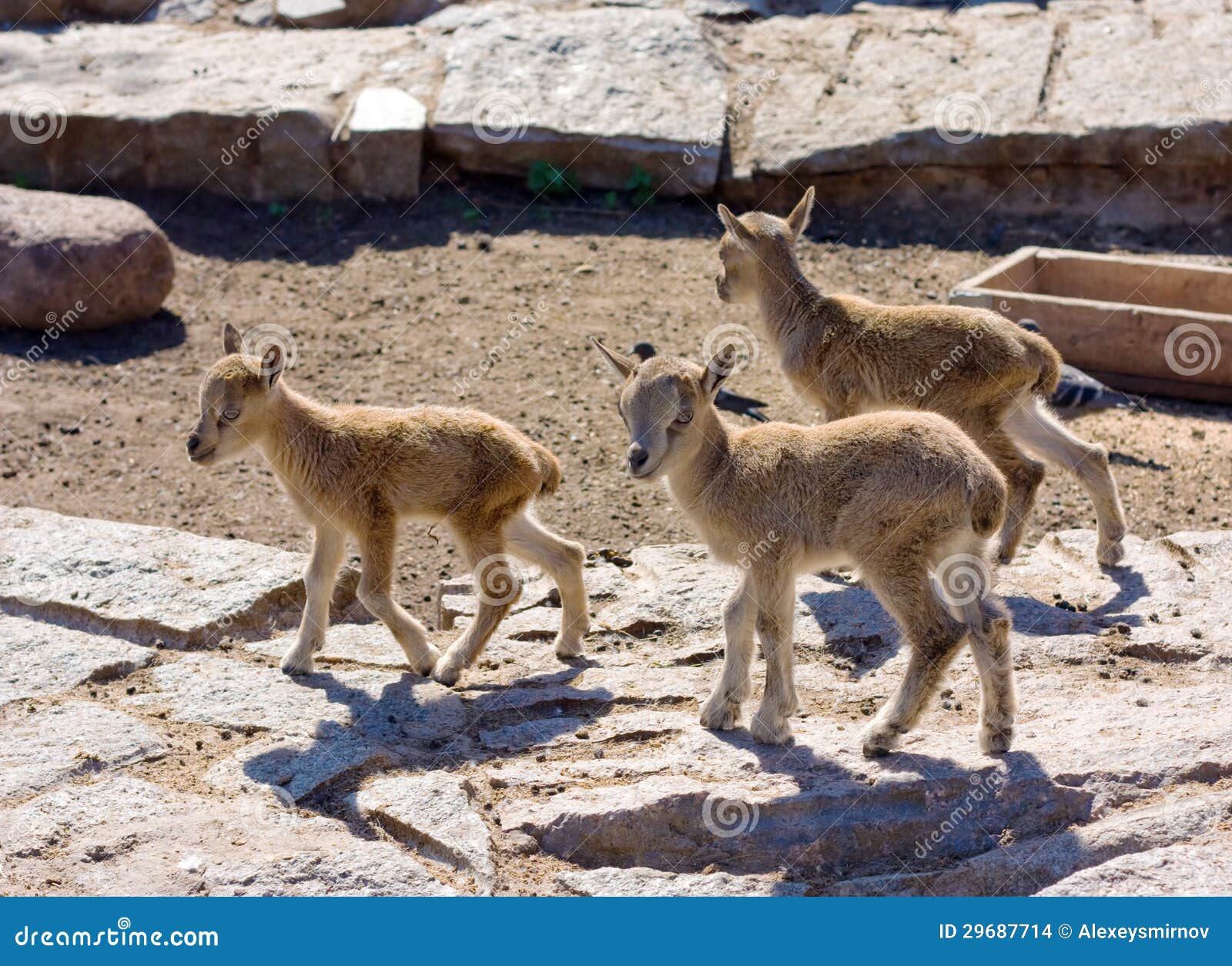 Little Wild Mountain Goatlings Stock Photo - Image of brown, pasture ...
