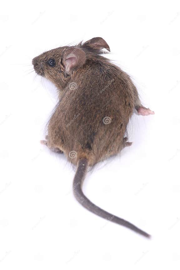 Little wild mouse stock photo. Image of pest, isolated - 12538916