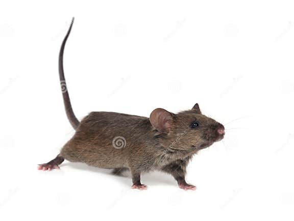 Little wild mouse stock image. Image of poiting, mice - 12538921