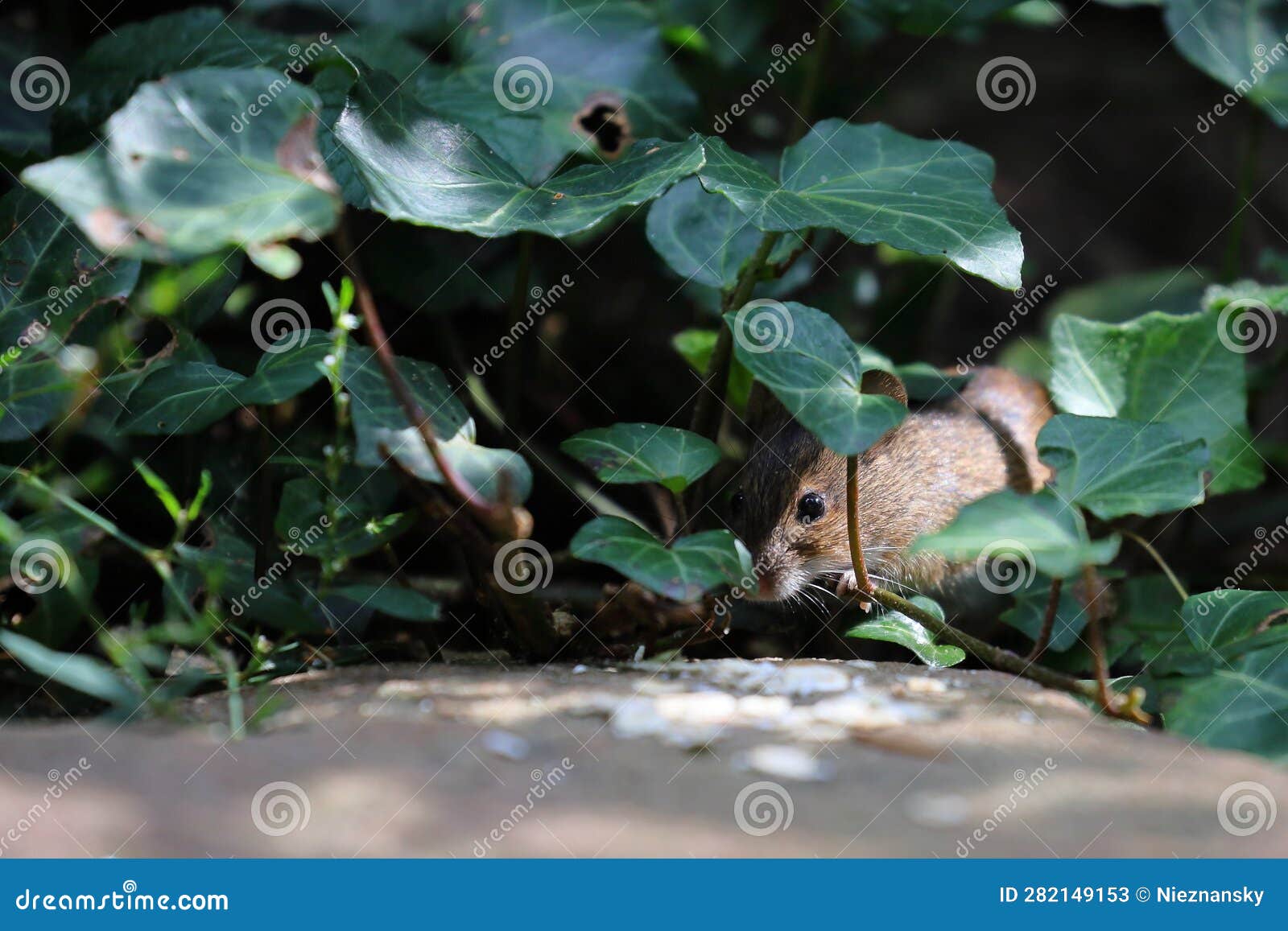 Mouse in the bushes stock image. Image of garden, flower - 282149153