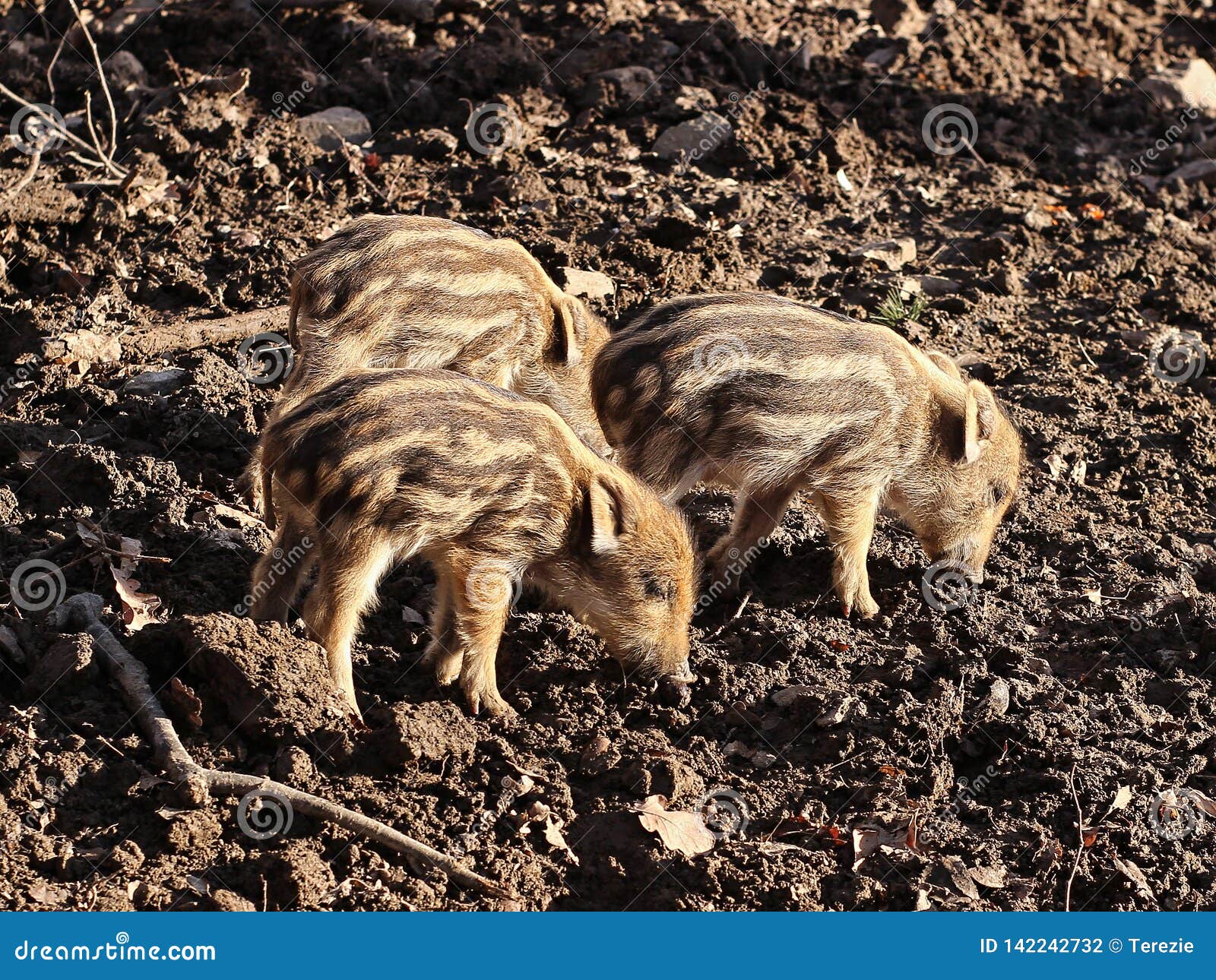 Little wild pigs stock photo. Image of animal, boar - 142242732