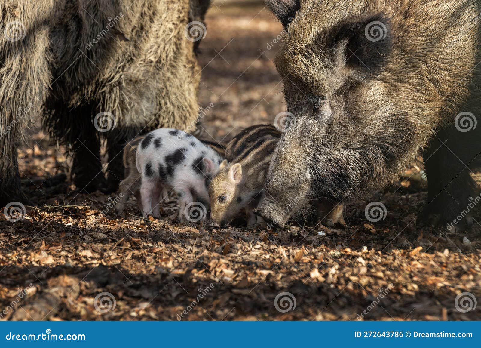 Little Wild Pigs Standing in the Forest among Big Wild Pigs Stock Photo ...