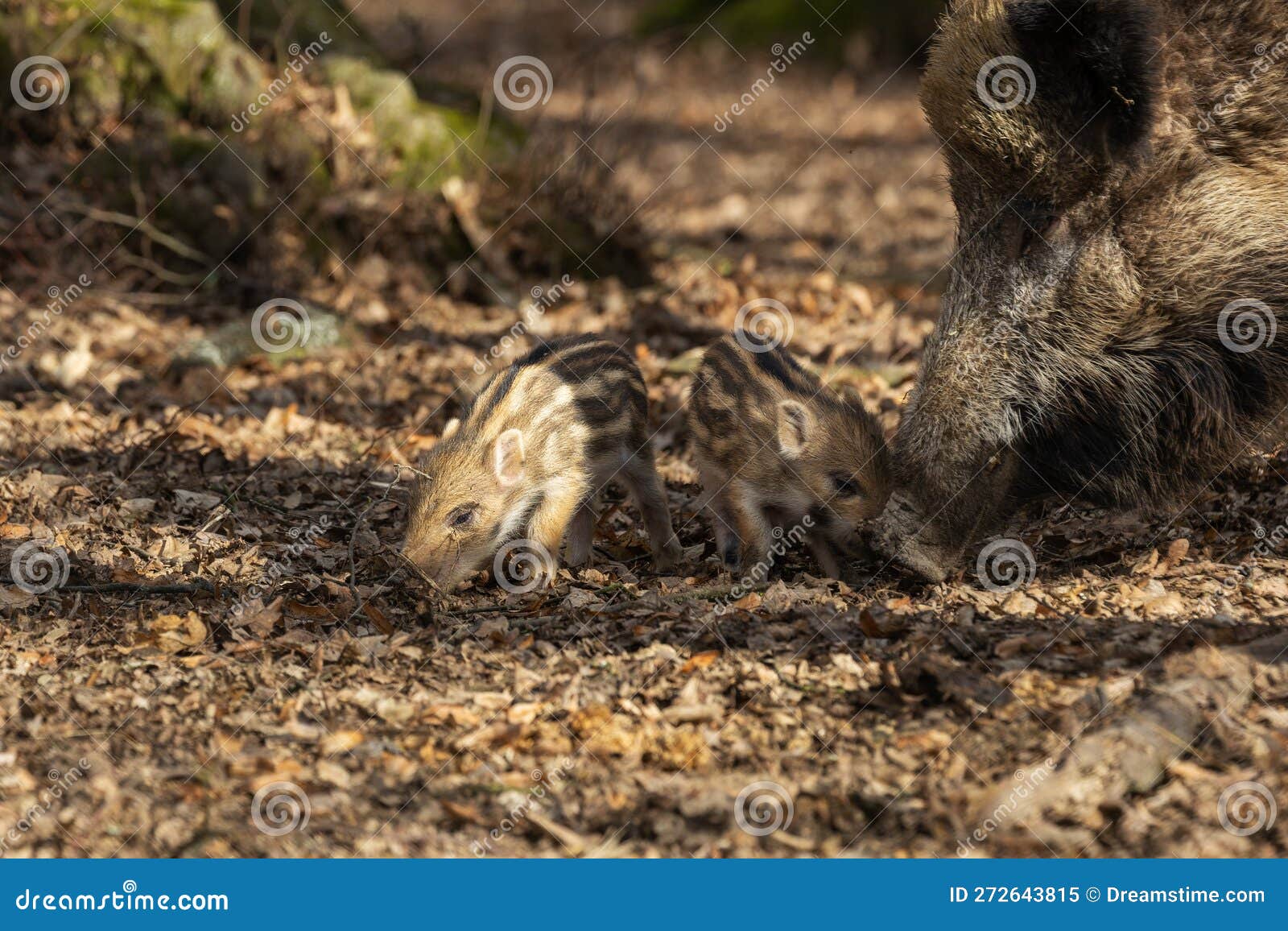 Little Wild Pigs Standing in the Forest among Big Wild Pigs Stock Image ...