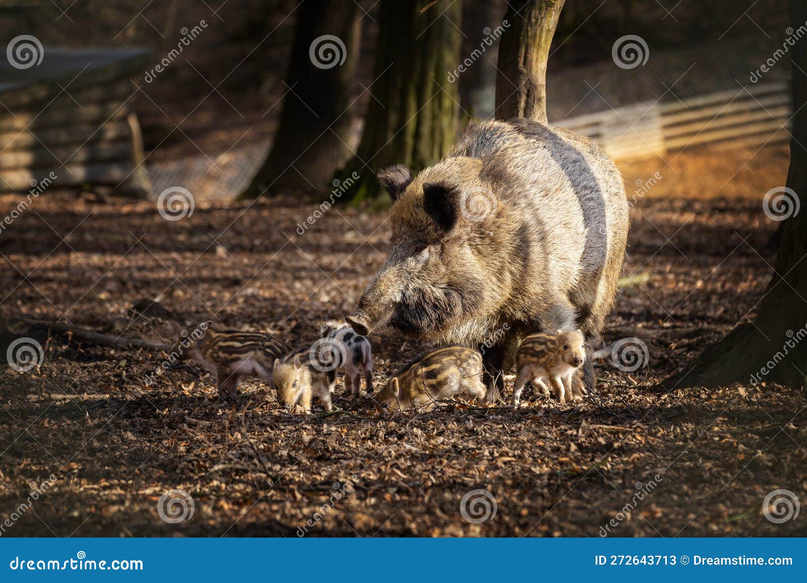 Little Wild Pigs Standing in the Forest by Their Mother Stock Image ...