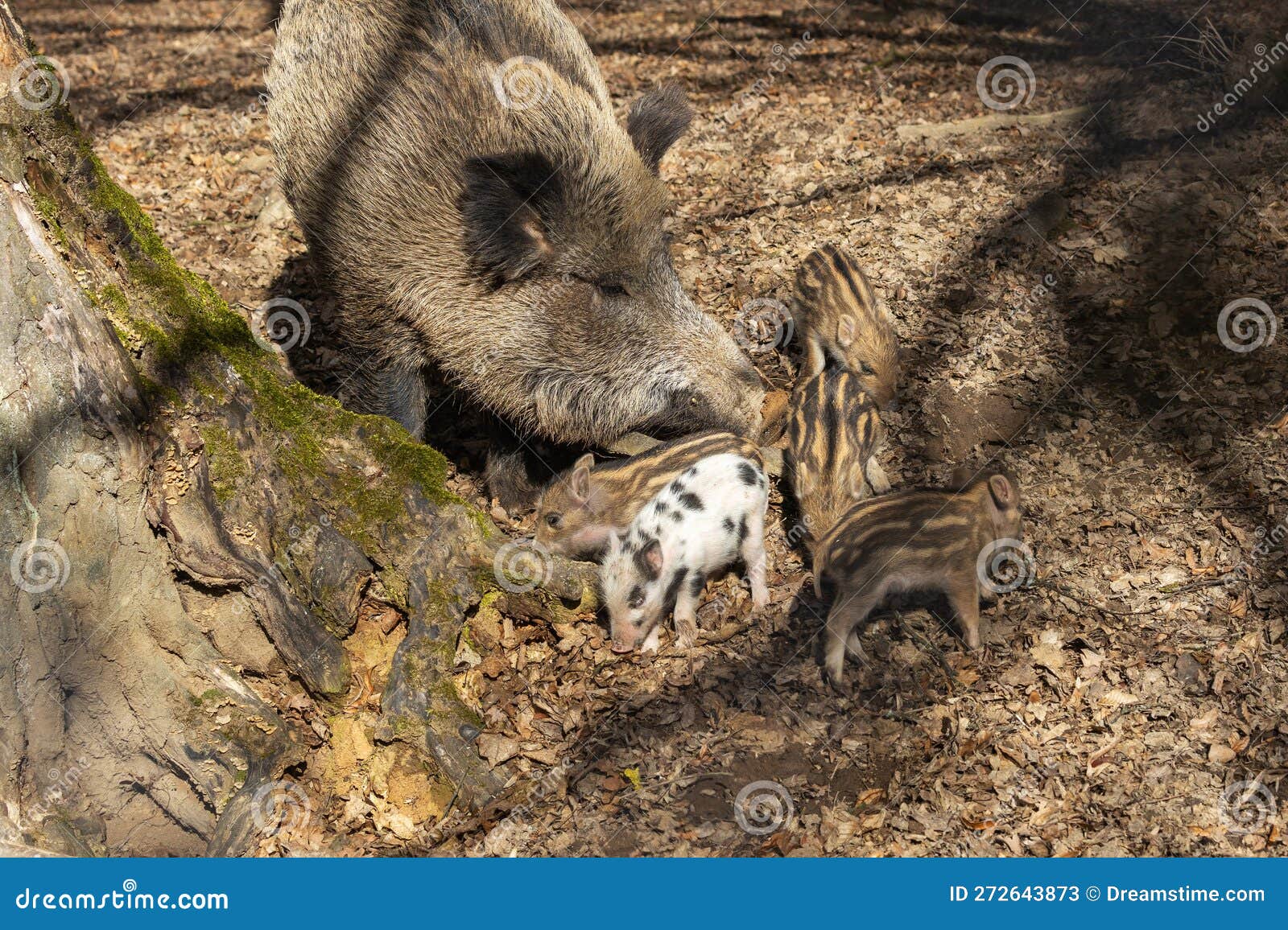Little Wild Pigs Standing in the Forest by Their Mother Stock Image ...