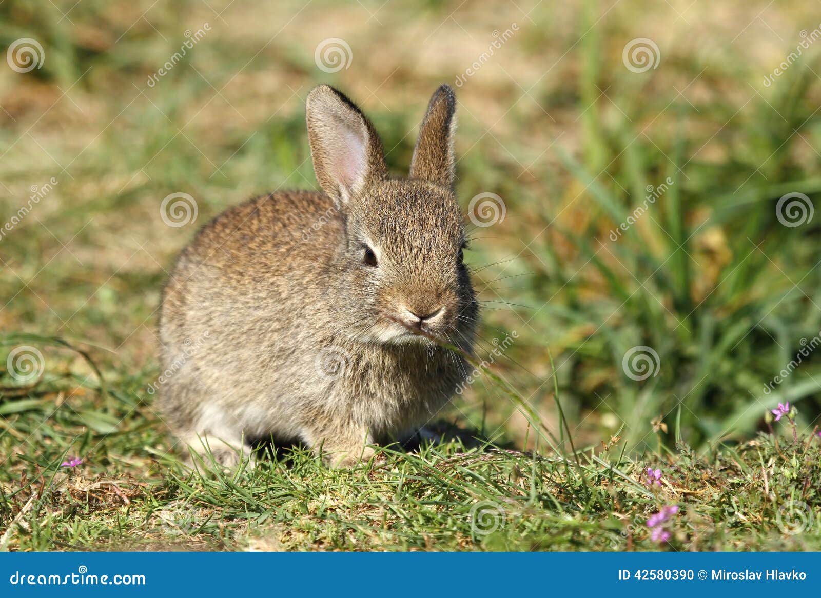 Little wild rabbit stock photo. Image of hirsute, nature - 42580390