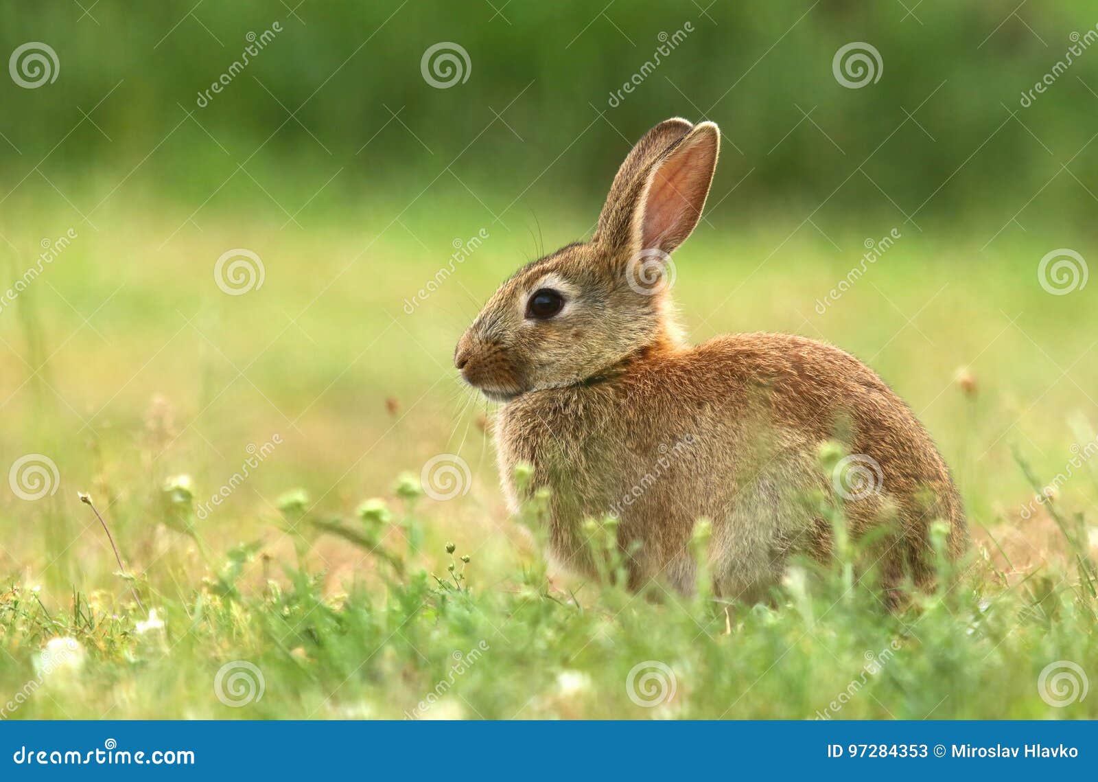 Little wild rabbit stock image. Image of adorable, tiny - 97284353