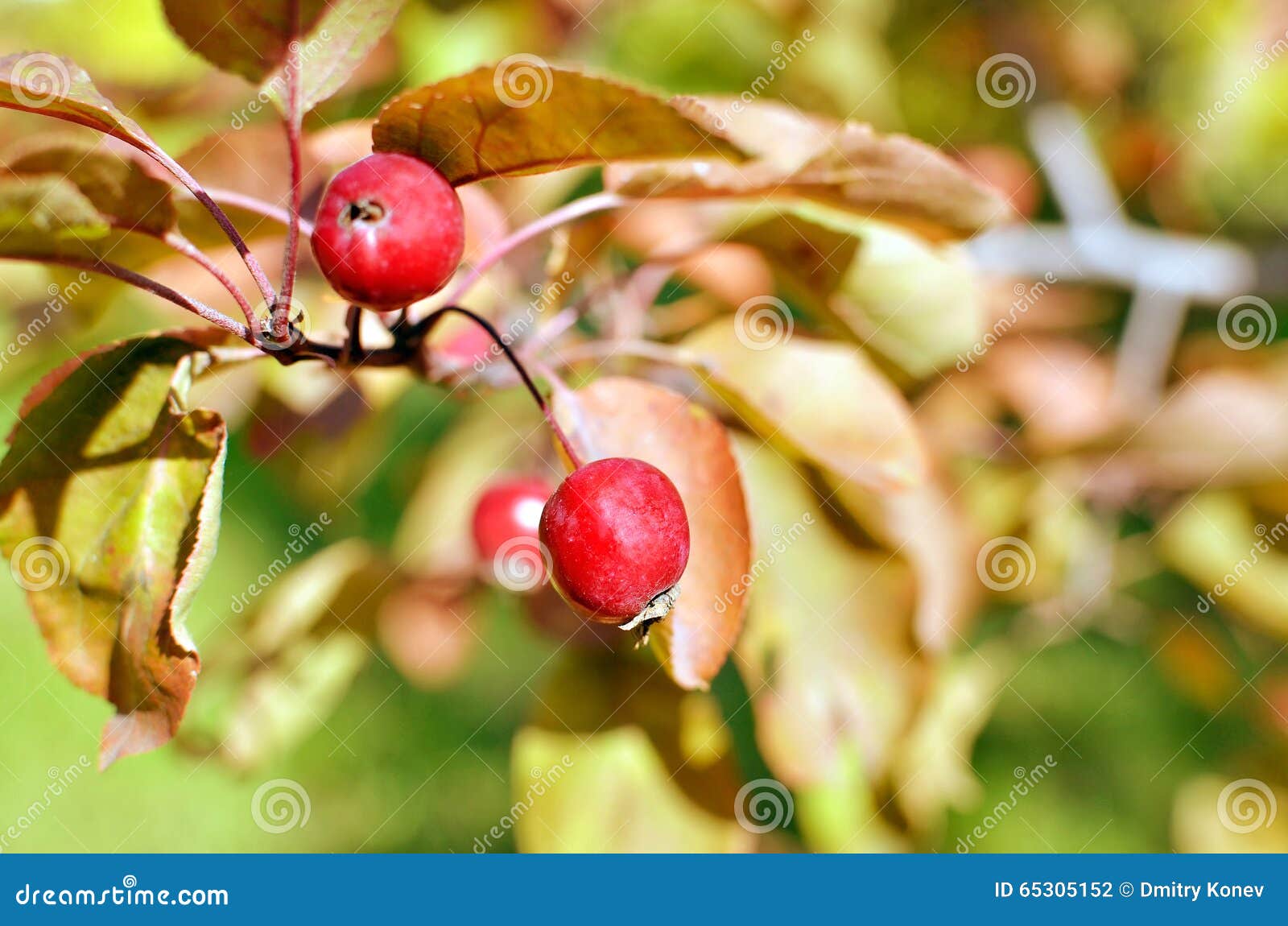 Little wild red apples stock photo. Image of sunny, freshness - 65305152