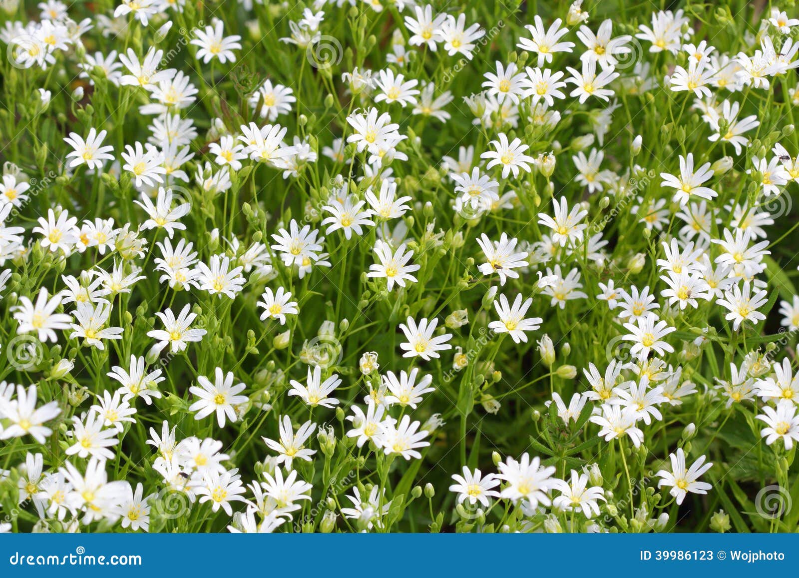 Little Wild White Flowers Blooming in Spring Stock Image - Image of ...