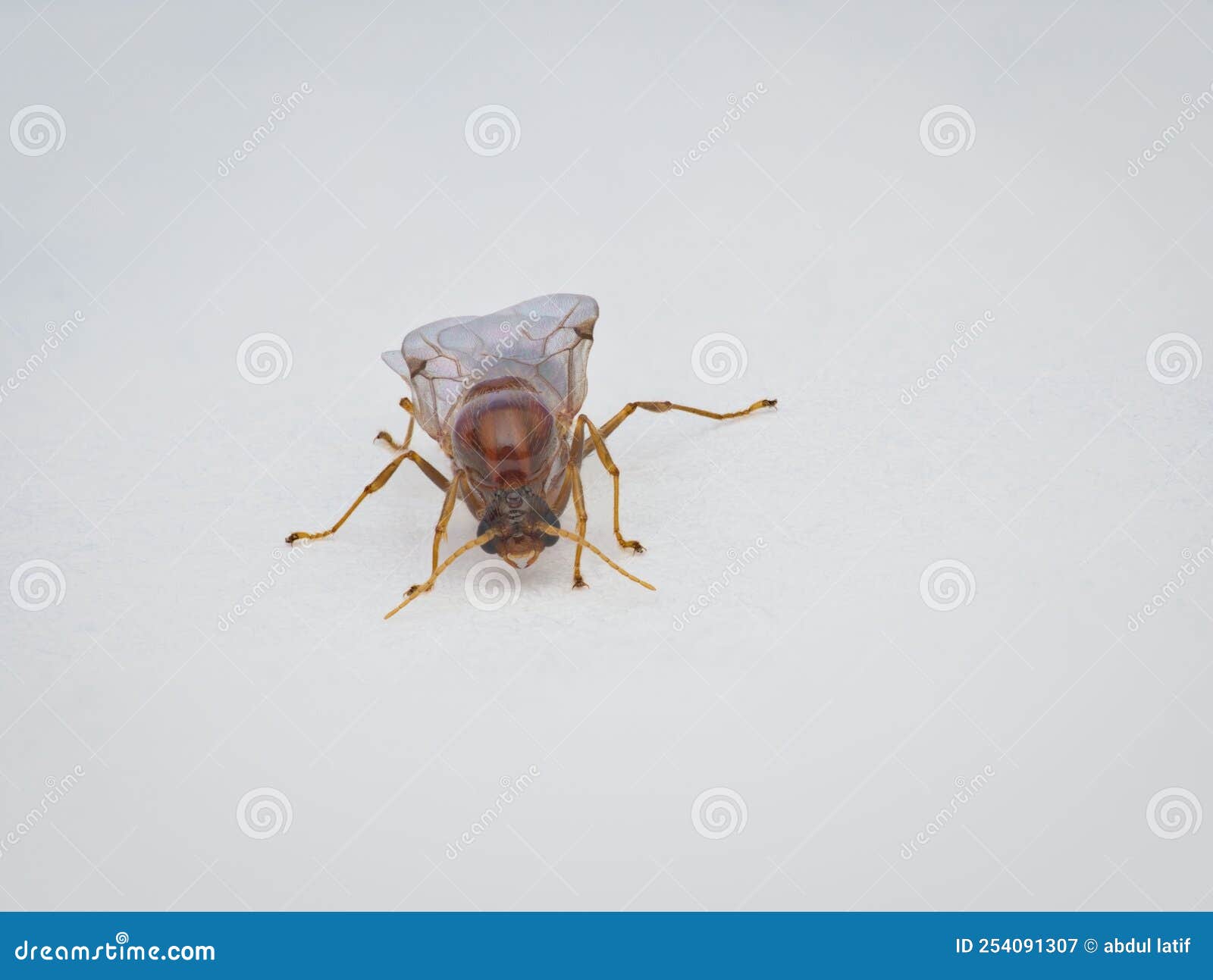 Little Winged Ant from the Front View Stock Image - Image of closeup ...
