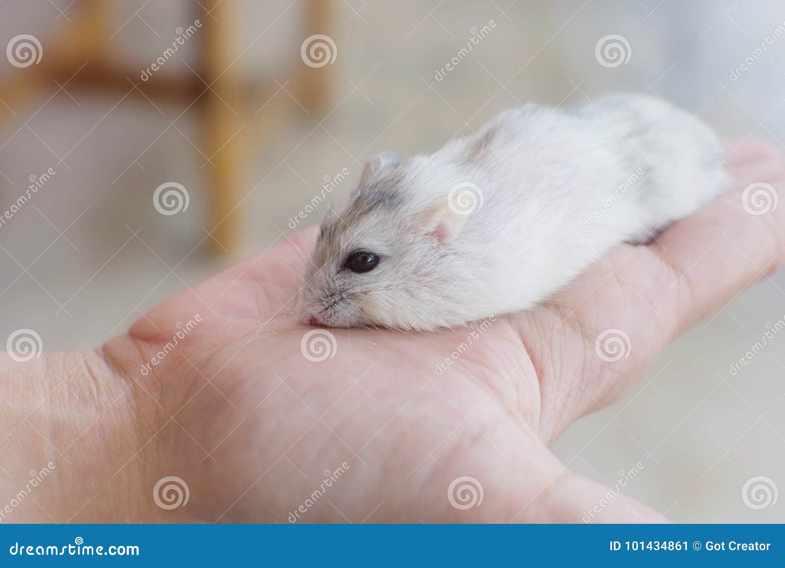 Little Winter White Hamster Sleep on Hand. Stock Image - Image of ...