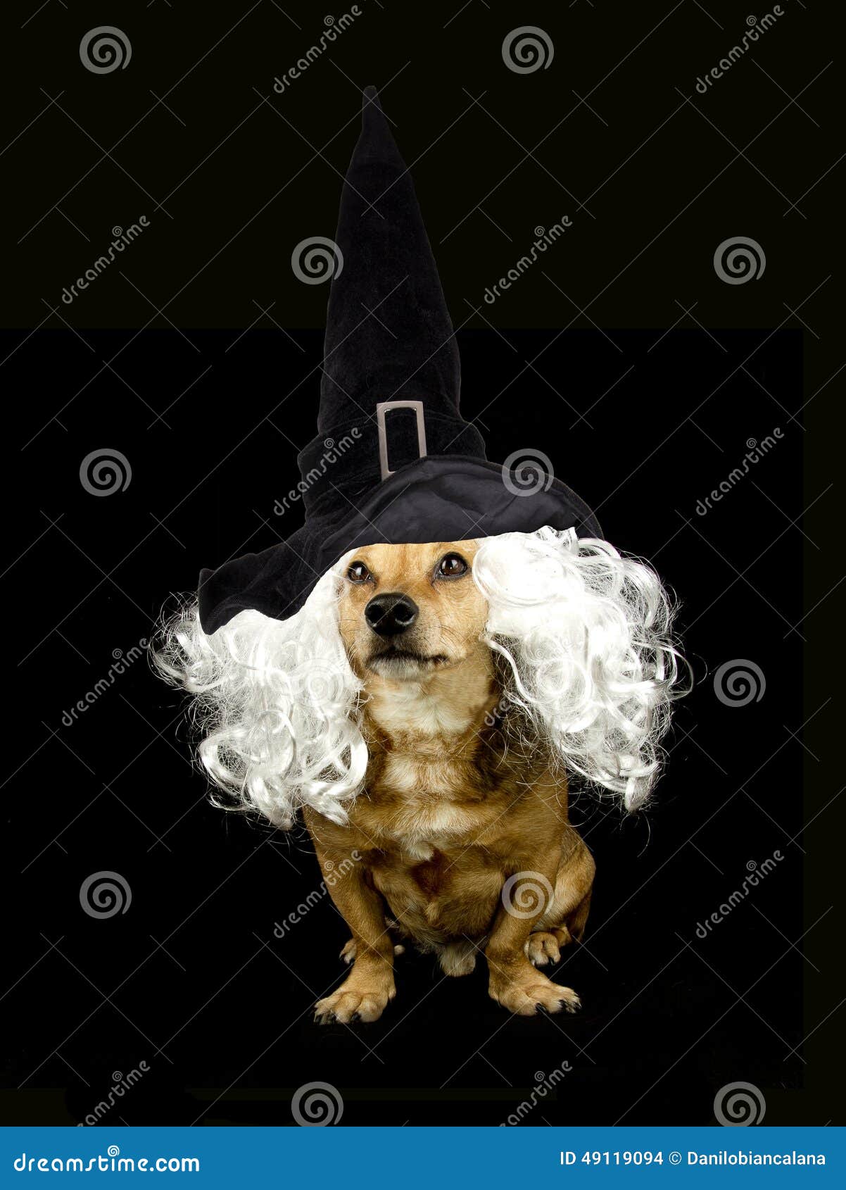 Little witch dog stock photo. Image of matching, witch - 49119094