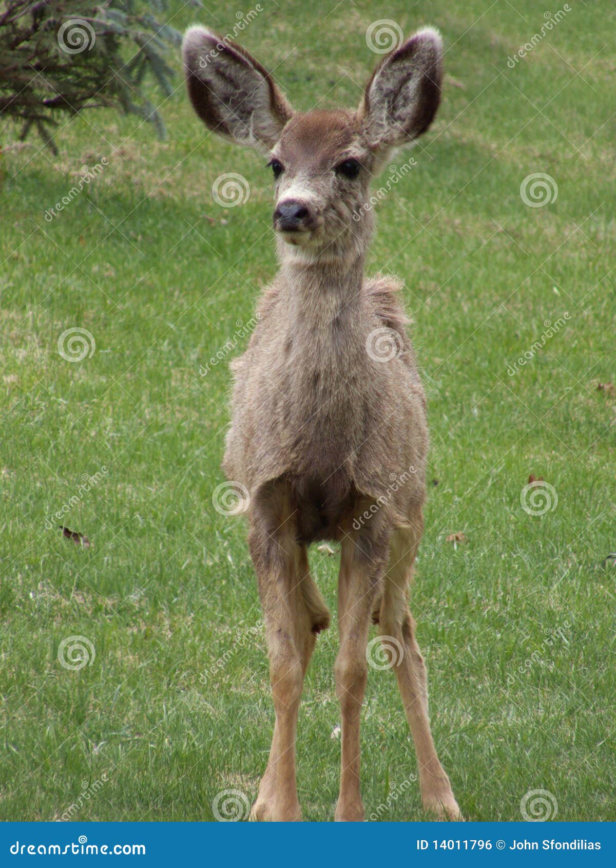 A Little Wobbly stock photo. Image of windy, baby, yearling - 14011796