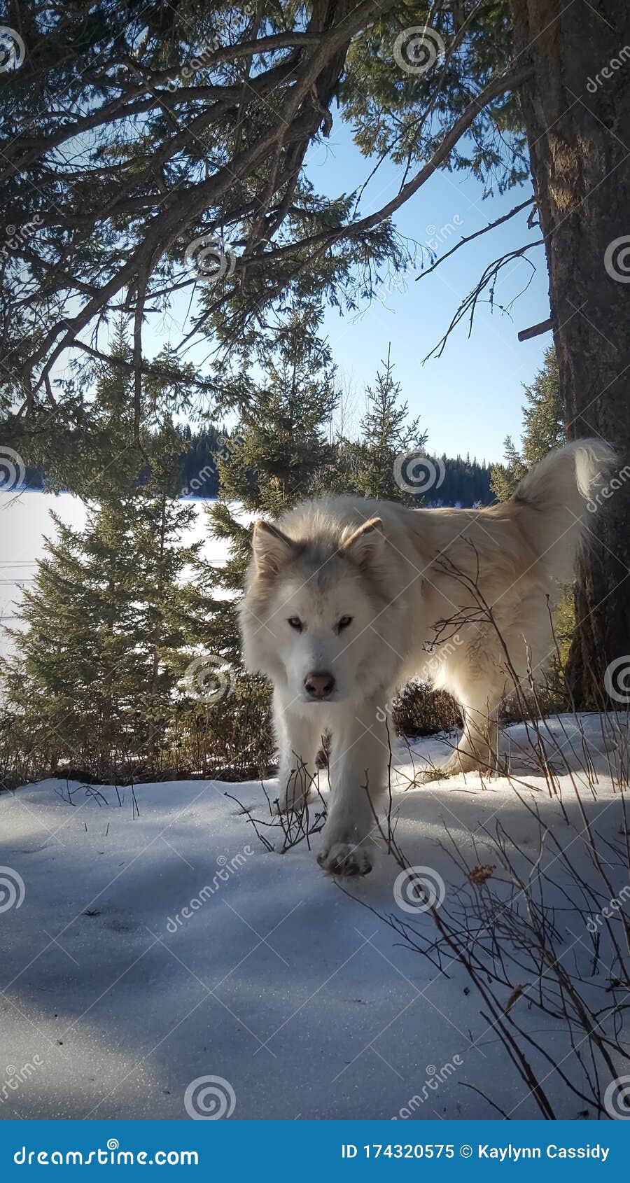 The little wolf stock image. Image of sunshine, malamute - 174320575