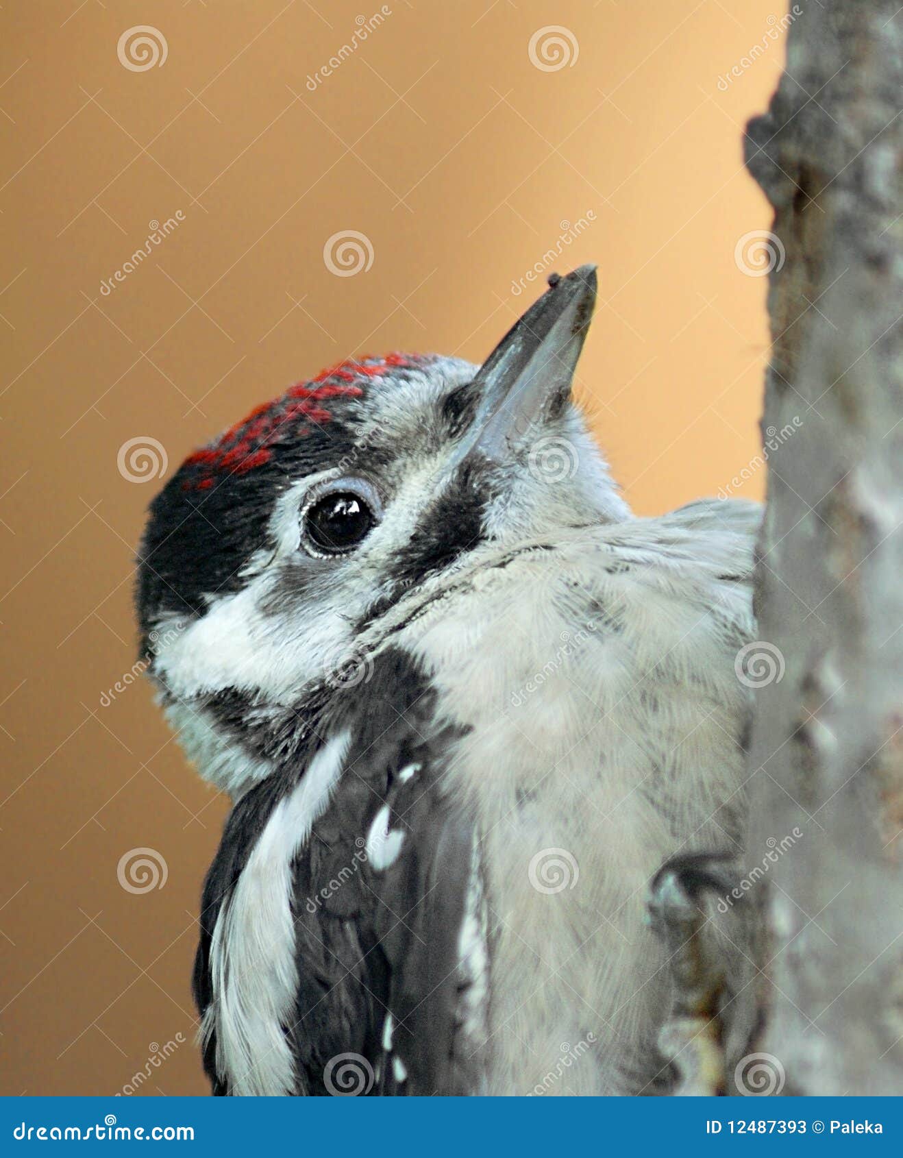 Little woodpecker stock image. Image of spotted, nature - 12487393