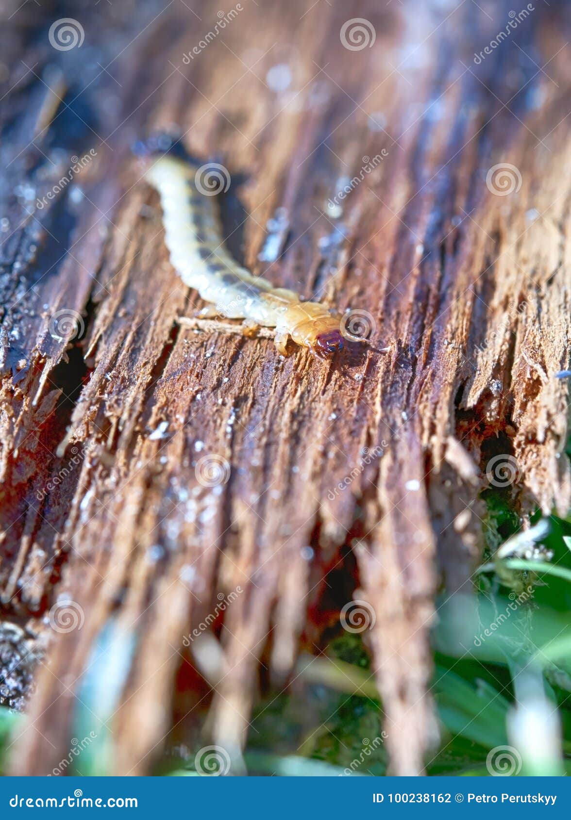 Little woodworm stock photo. Image of anobium, chrysalis - 100238162