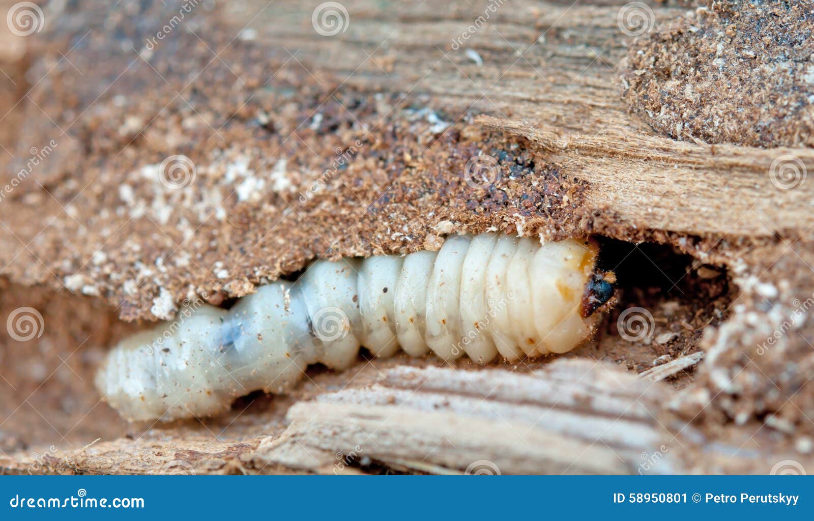 Little woodworm stock image. Image of punctatum, wood - 58950801