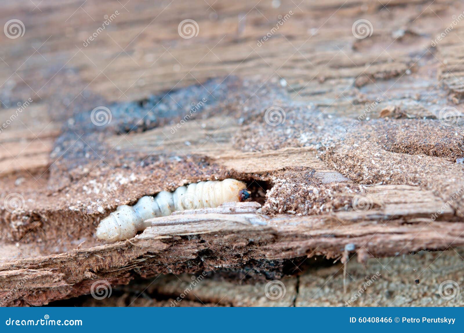 Little Woodworm .Larvae Of The Bark Beetle On A Gray Background Royalty ...