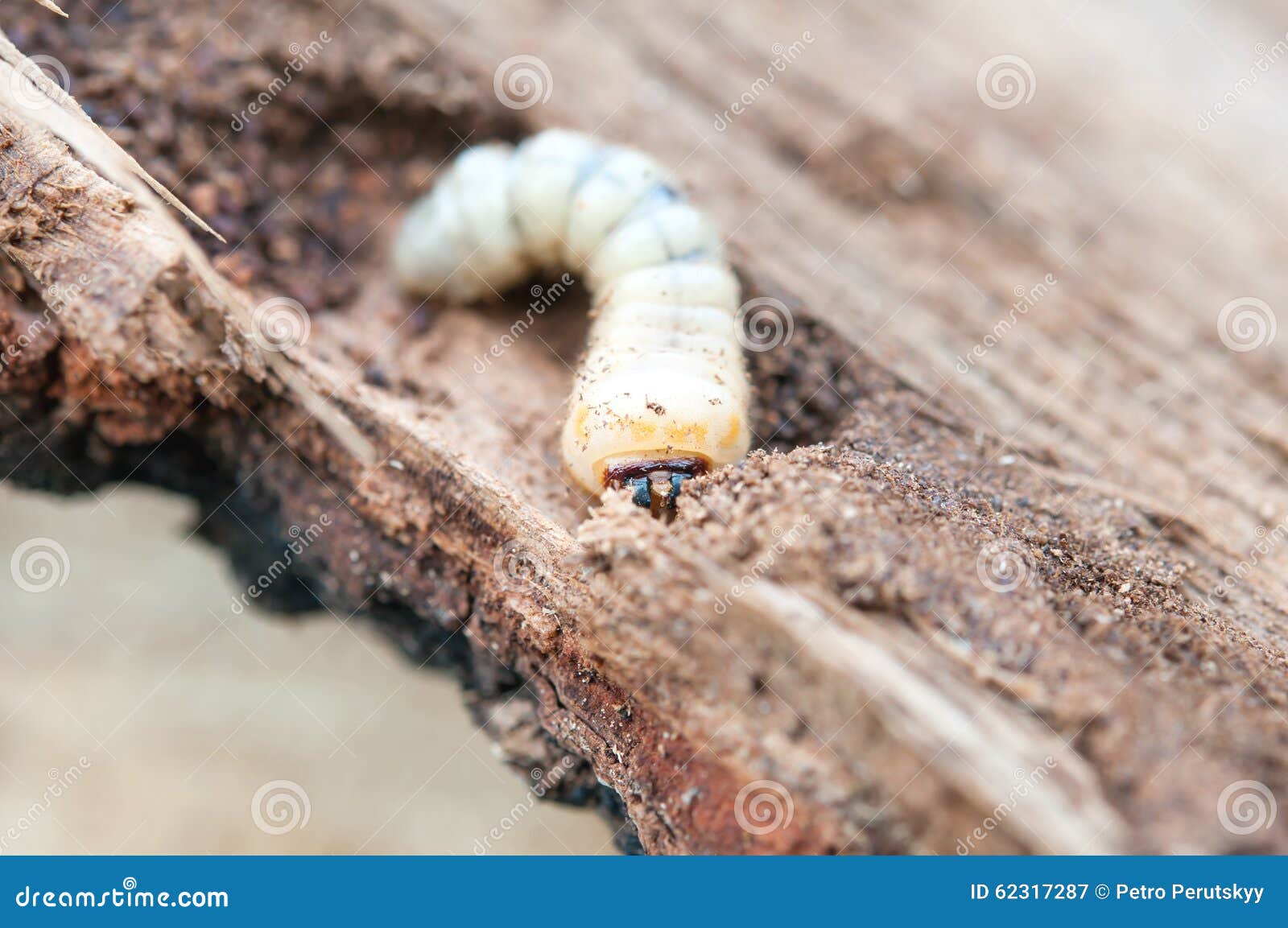 Little Woodworm .Larvae Of The Bark Beetle On A Gray Background Royalty ...