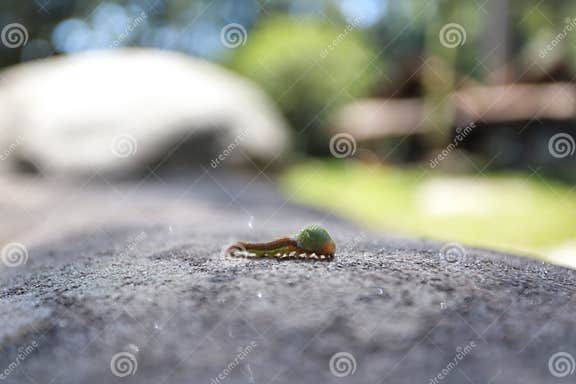 Little Worm on stone stock photo. Image of nature, branch - 248961522
