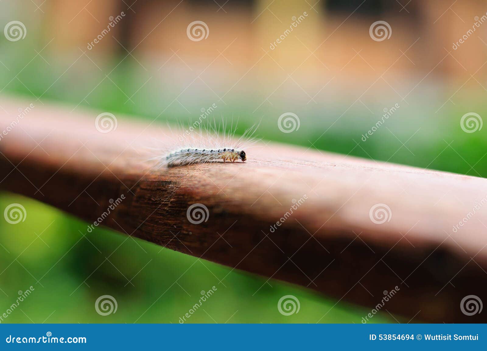 Little Worm editorial stock image. Image of little, insect - 53854694