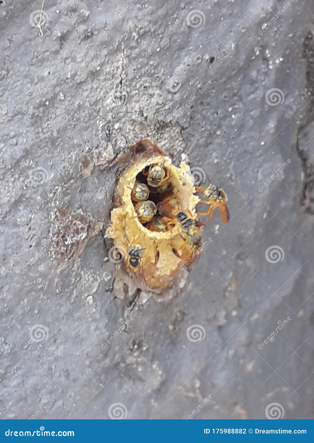 Little yellow Bee stock photo. Image of little, colmia - 175988882