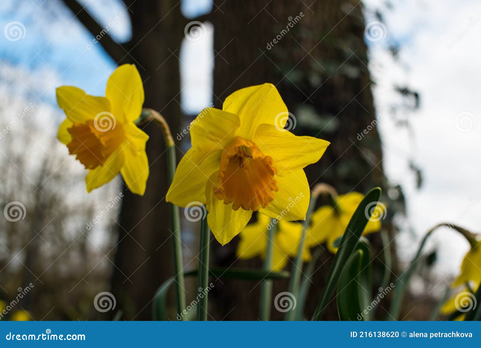 Little Yellow Daffodils in Spring Amsterdam Stock Photo - Image of ...