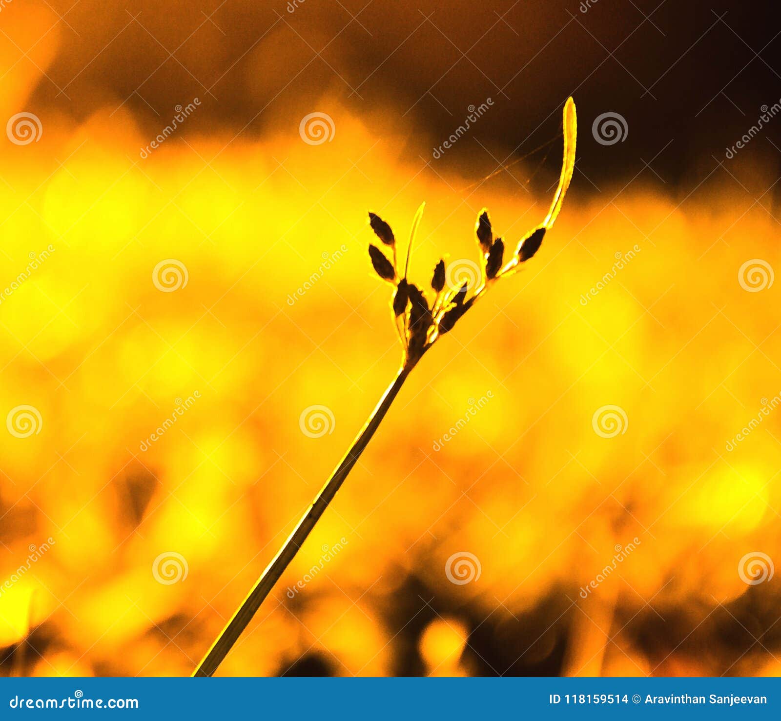 Little yellow buddy stock photo. Image of little, yellow - 118159514