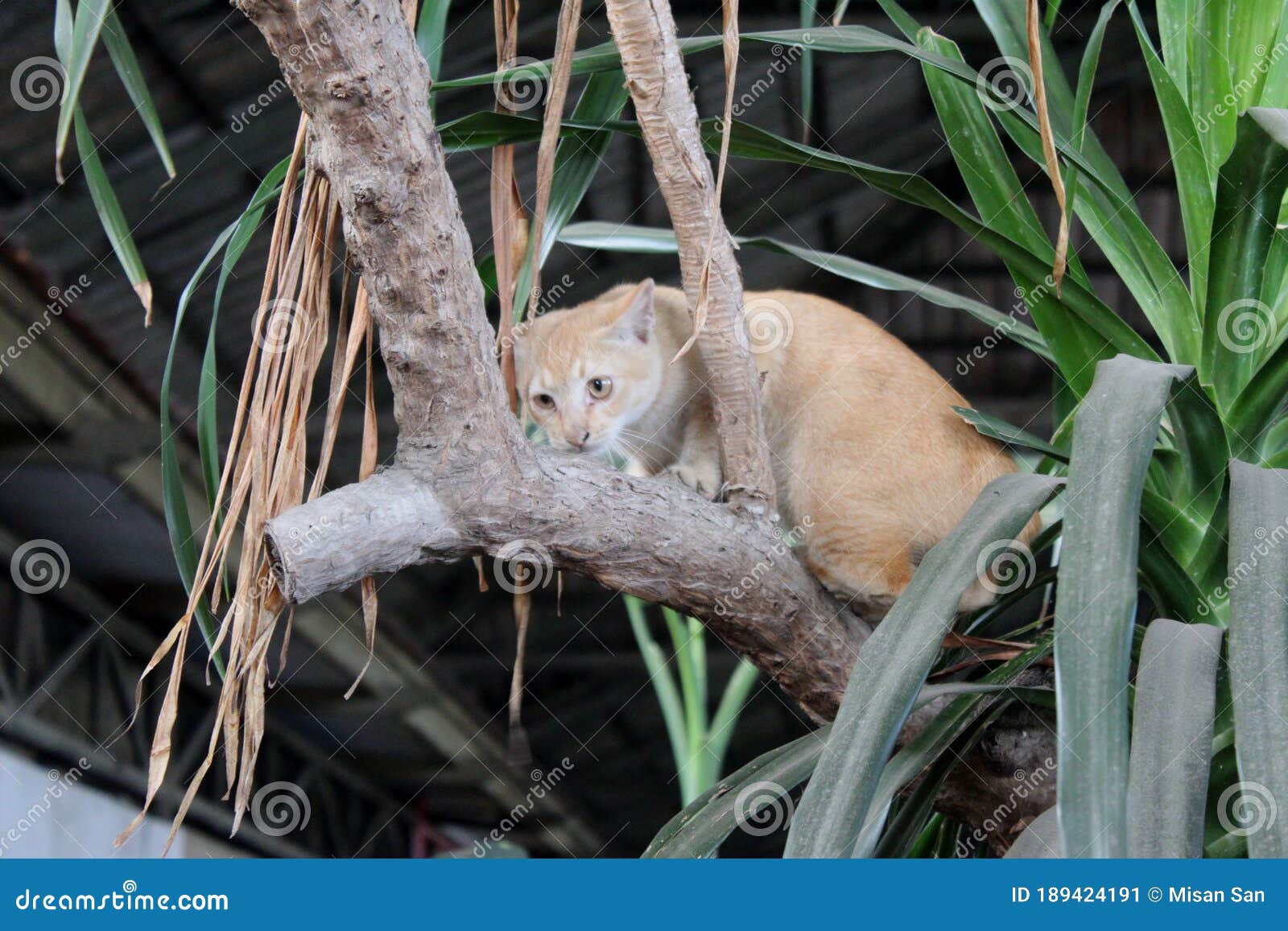 Little yellow cat up tree stock image. Image of growth - 189424191