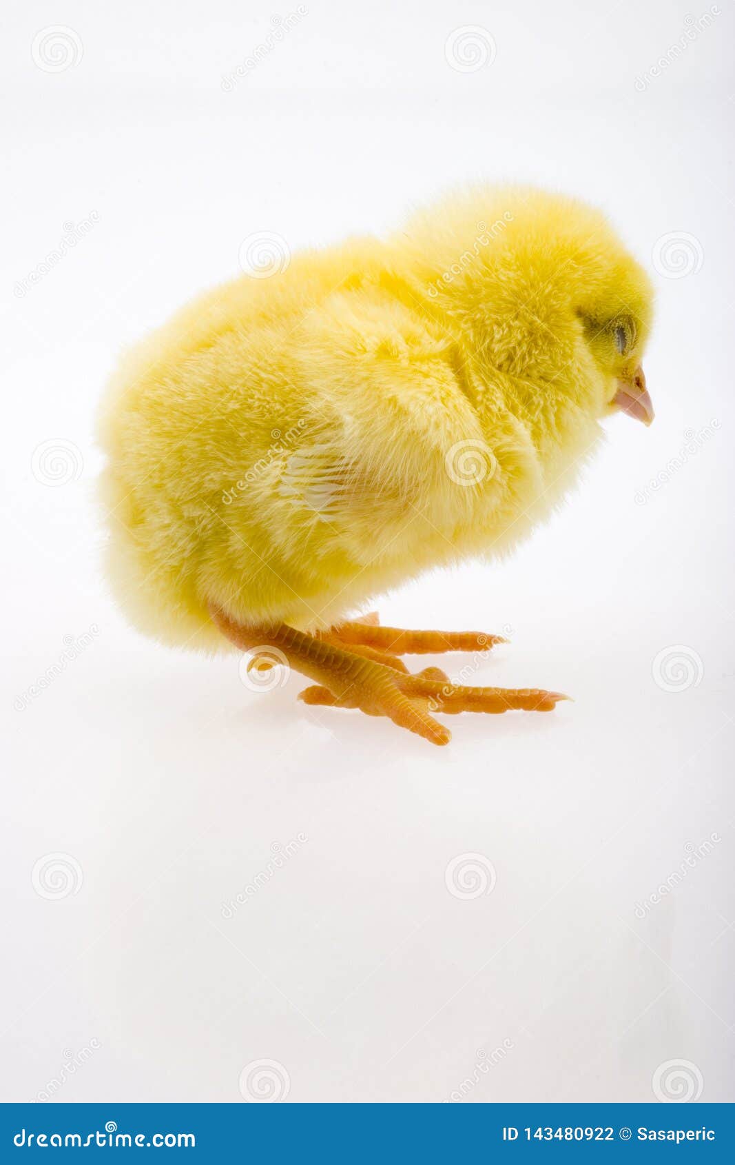 Little yellow chick stock photo. Image of creature, color - 143480922