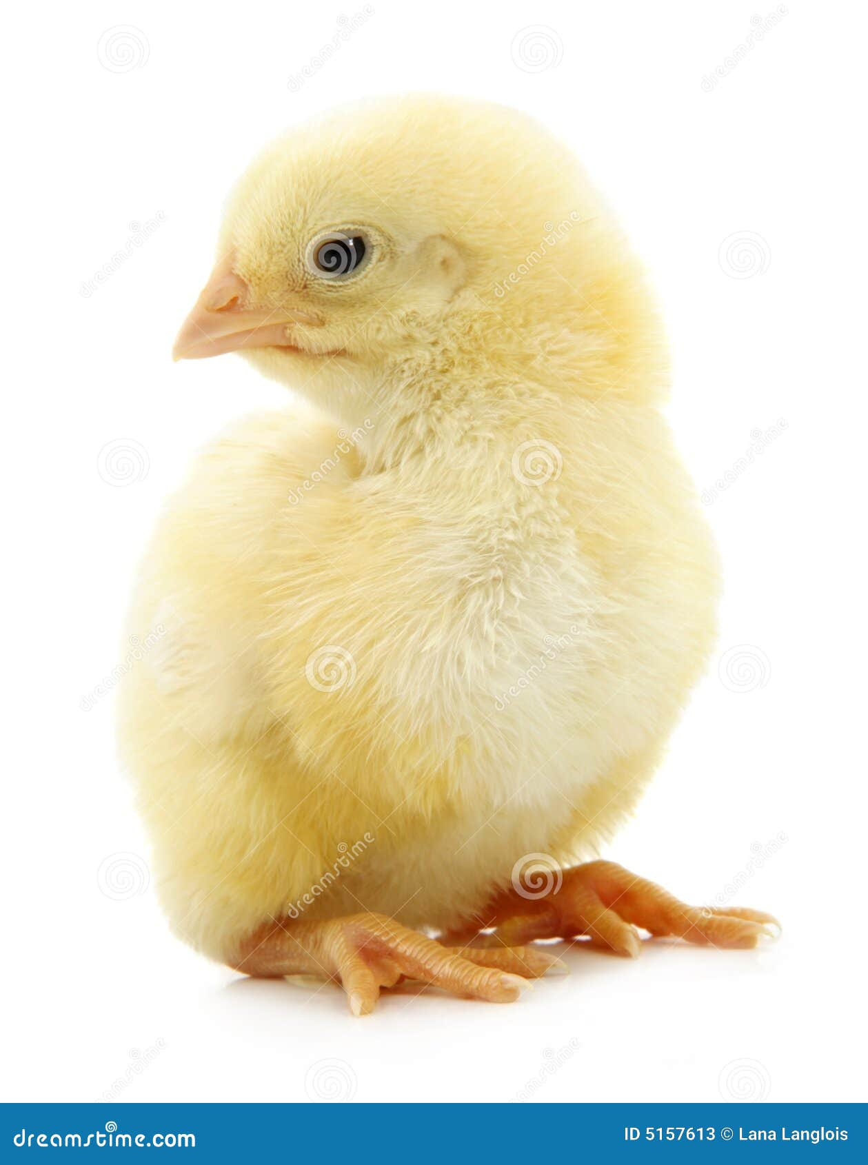 Little yellow chick stock image. Image of baby, little - 5157613