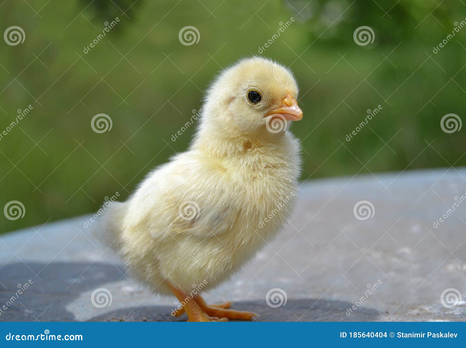 Little yellow chick stock photo. Image of days, chabo - 185640404