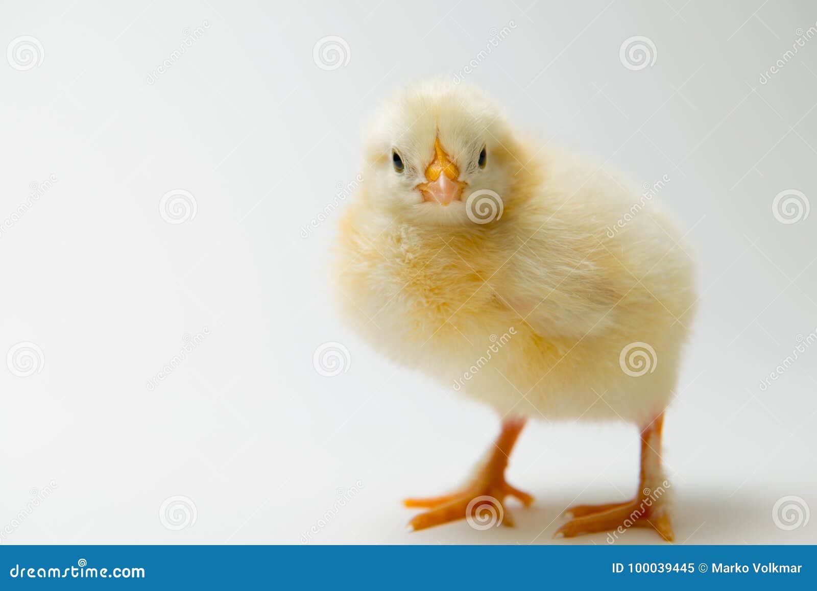 Little Chick in Front of Bright Background Stock Image - Image of ...