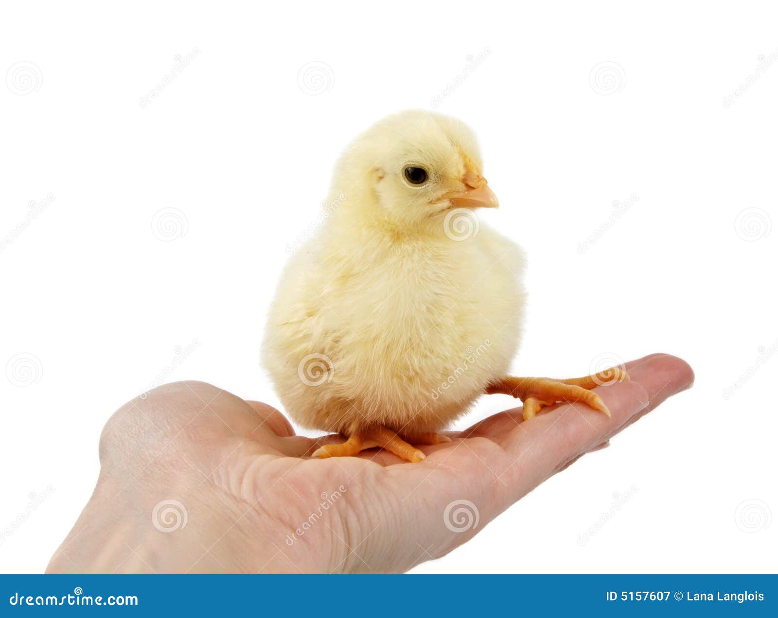 Little Yellow Chick in a Hand Stock Image - Image of raise, beak: 5157607