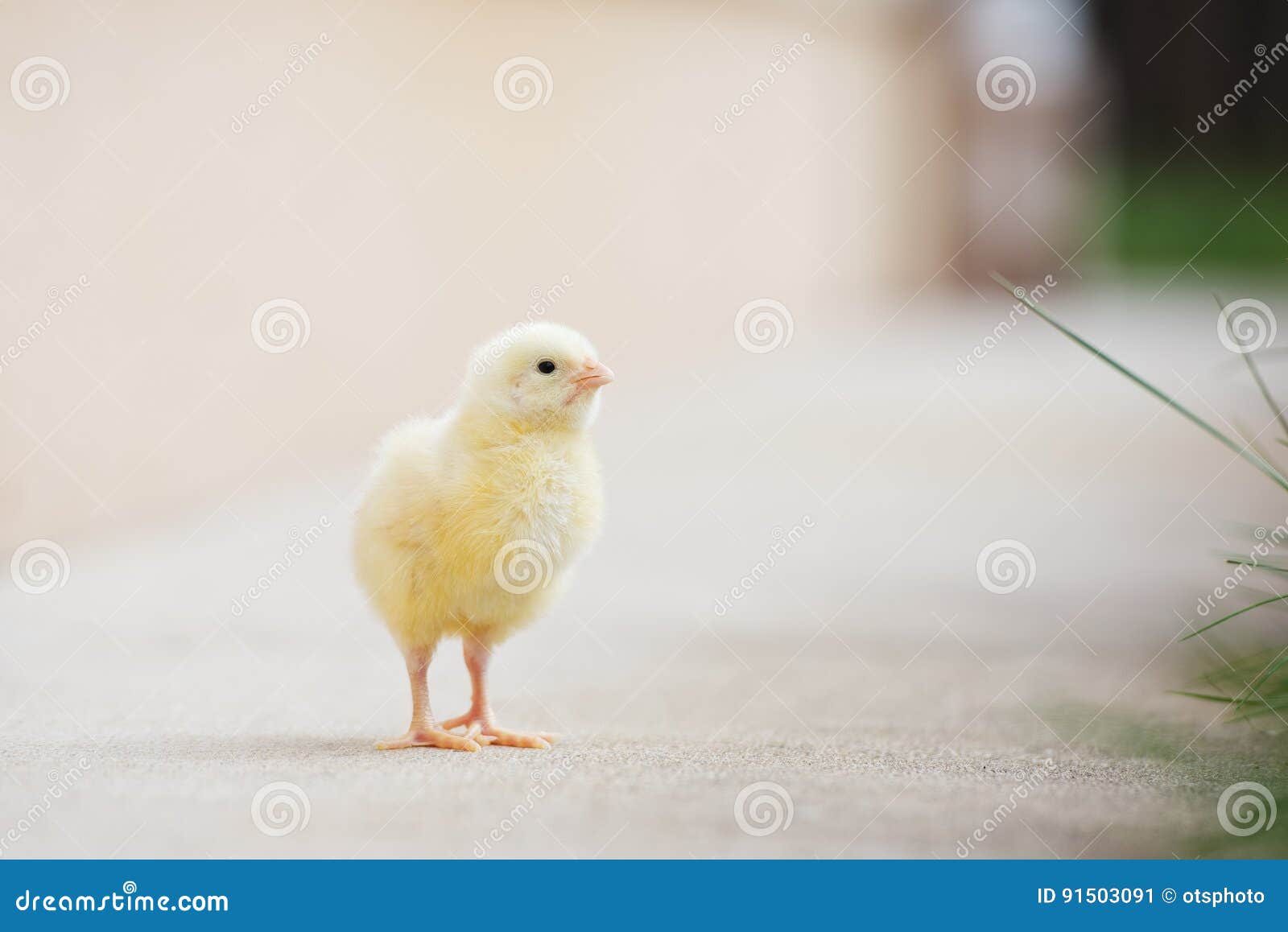 Little Yellow Chick Outdoors Stock Image - Image of color, white: 91503091