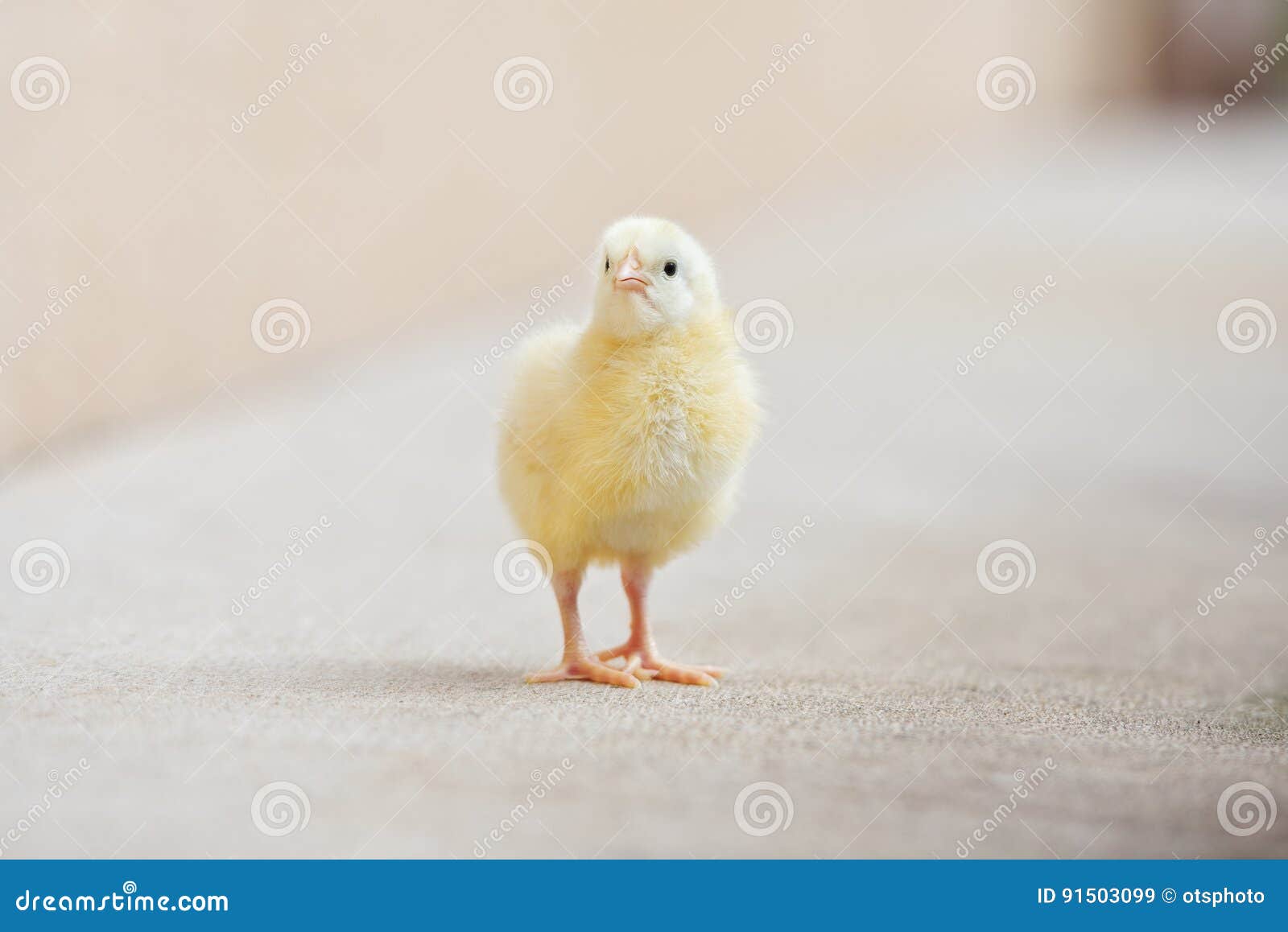 Little Yellow Chick Outdoors Stock Image - Image of domestic, farm ...